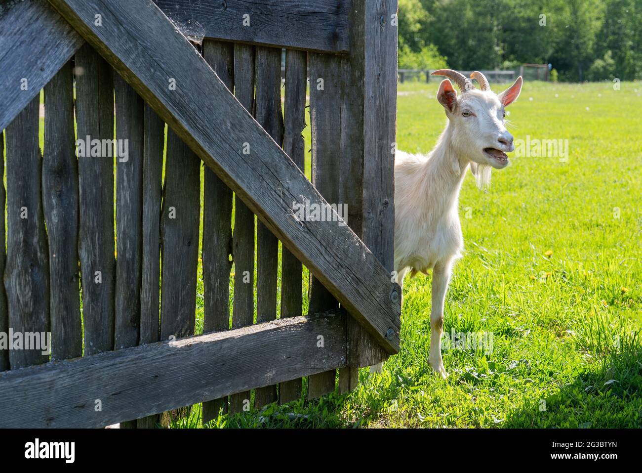 Rural goat walking through wooden doors on a meadow Stock Photo - Alamy