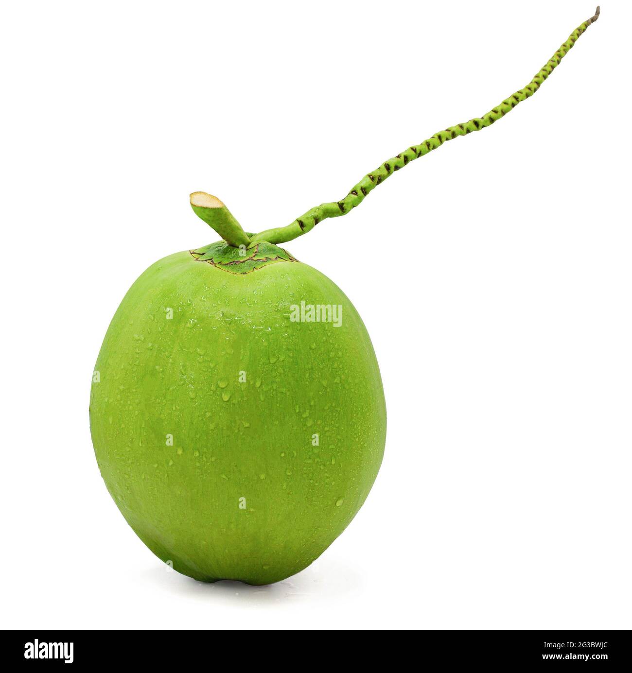 water drop green coconut isolated on white background with clipping ...