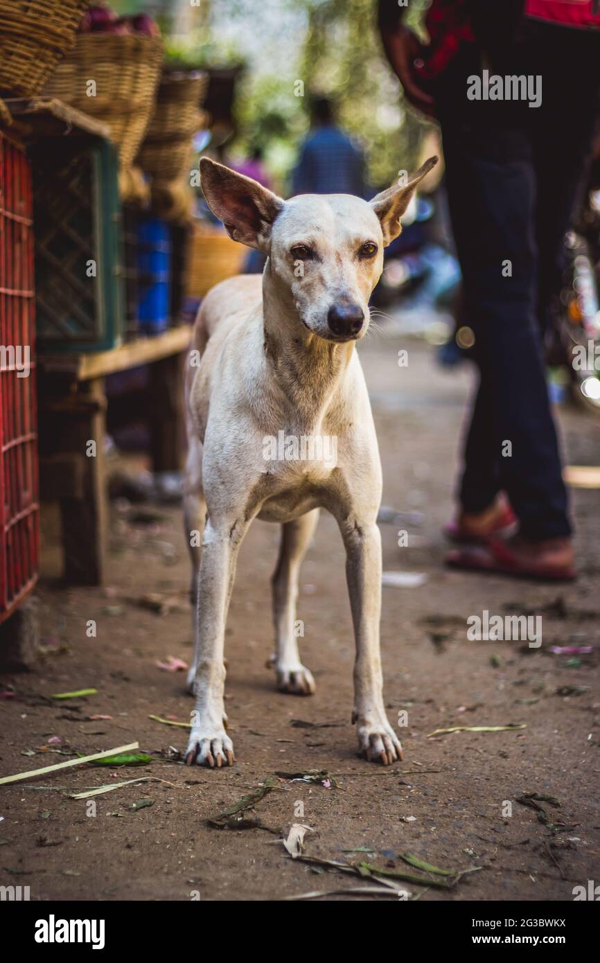 White skinny stray dog hi-res stock photography and images - Alamy