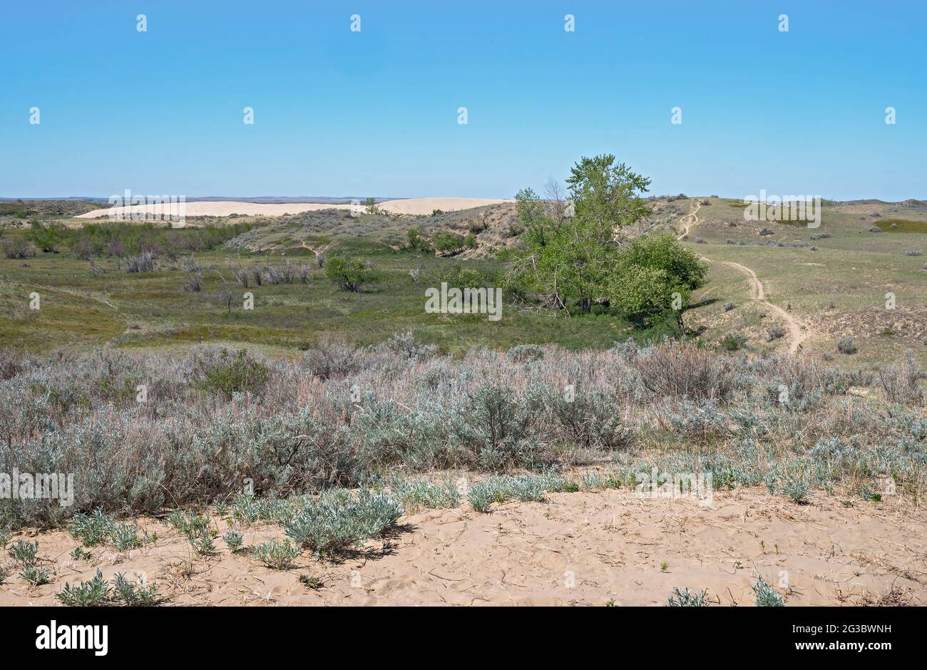The Great Sandhills (Sand Hills) near Sceptre, Saskatchewan, Canada ...