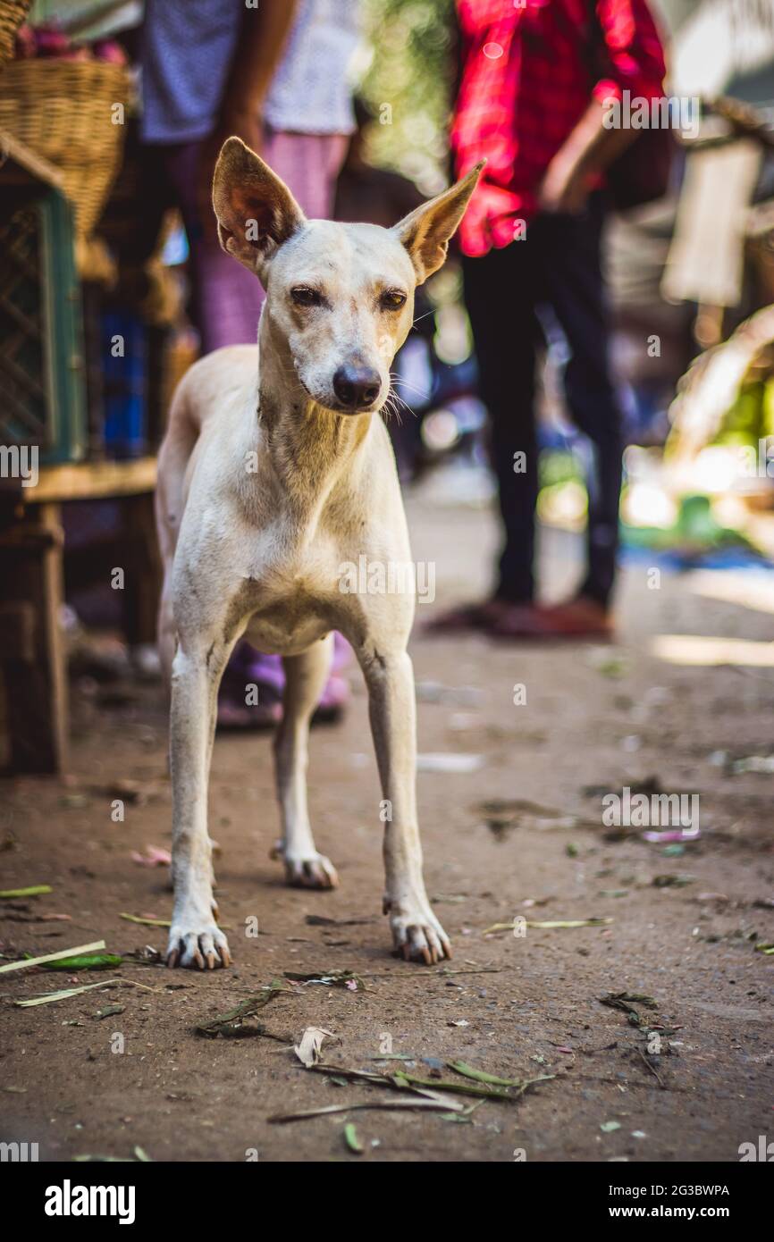 Skinny white dog hi-res stock photography and images - Alamy