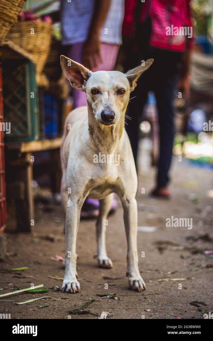Skinny white stray dog at a bazaar Stock Photo - Alamy