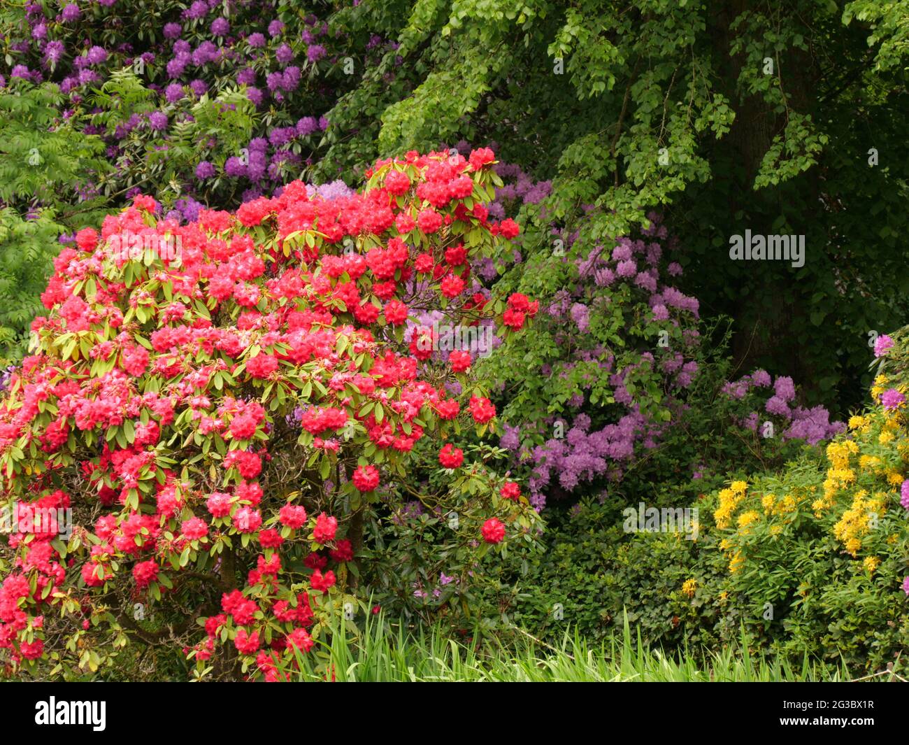 Shrubs of bright pink and purple rhododendron flowers Stock Photo - Alamy