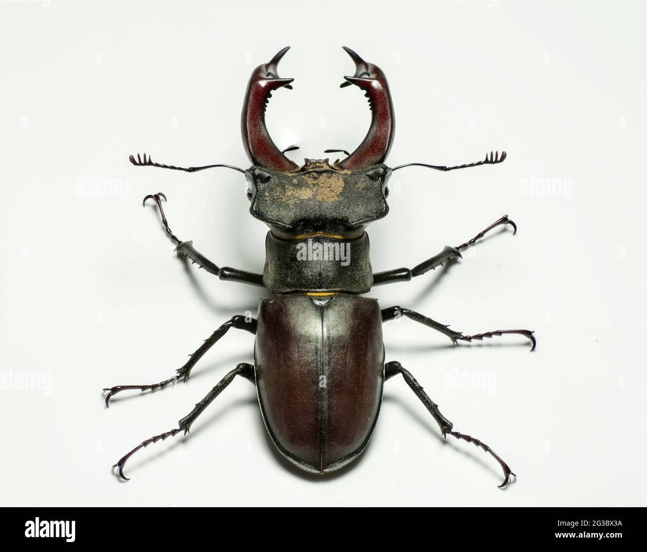 Male European stag beetle (Lucanus cervus) isolated on white background ...