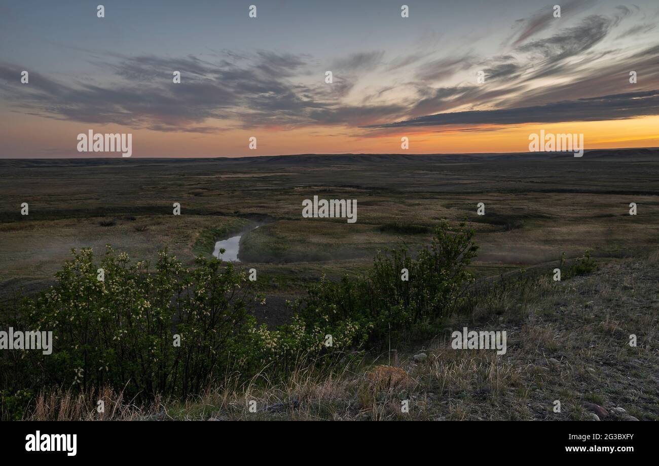 Canada prairie saskatoon hi-res stock photography and images - Alamy