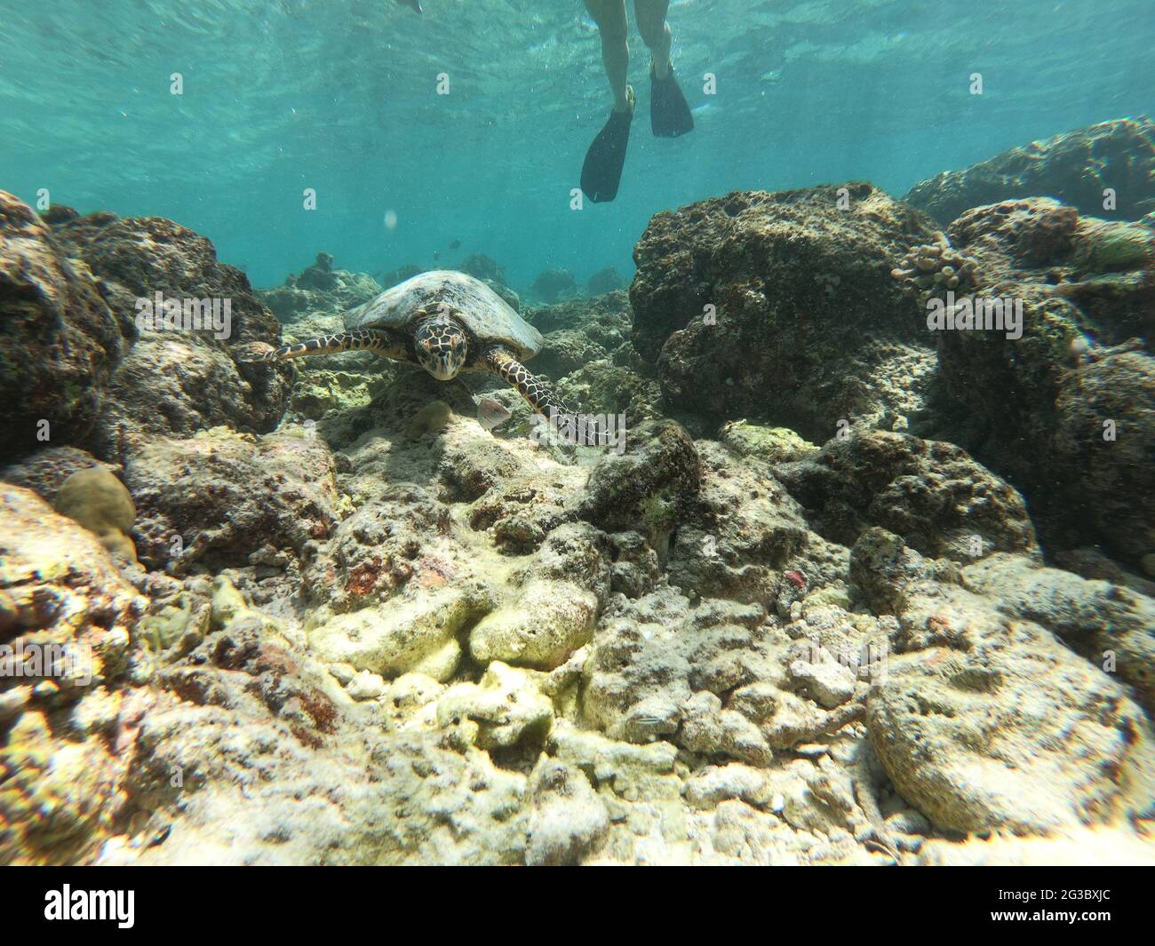Tortoise Turtle - Eretmochelys imbricata floats under water. Maldives ...