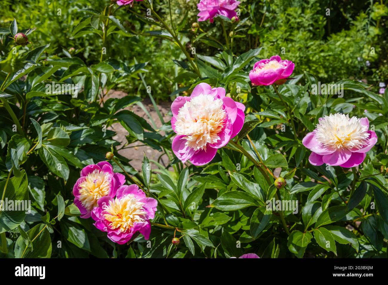 Paeonia lactiflora bowl beauty peonies hi-res stock photography and ...