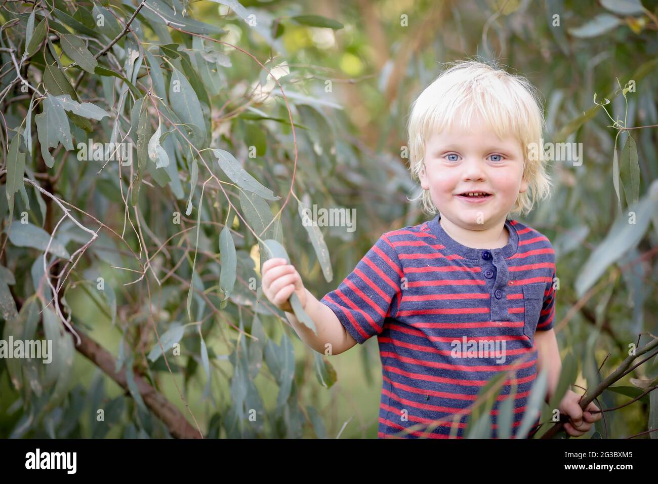 Adorable blonde Australian kid with a striped t-shirt collecting twigs ...