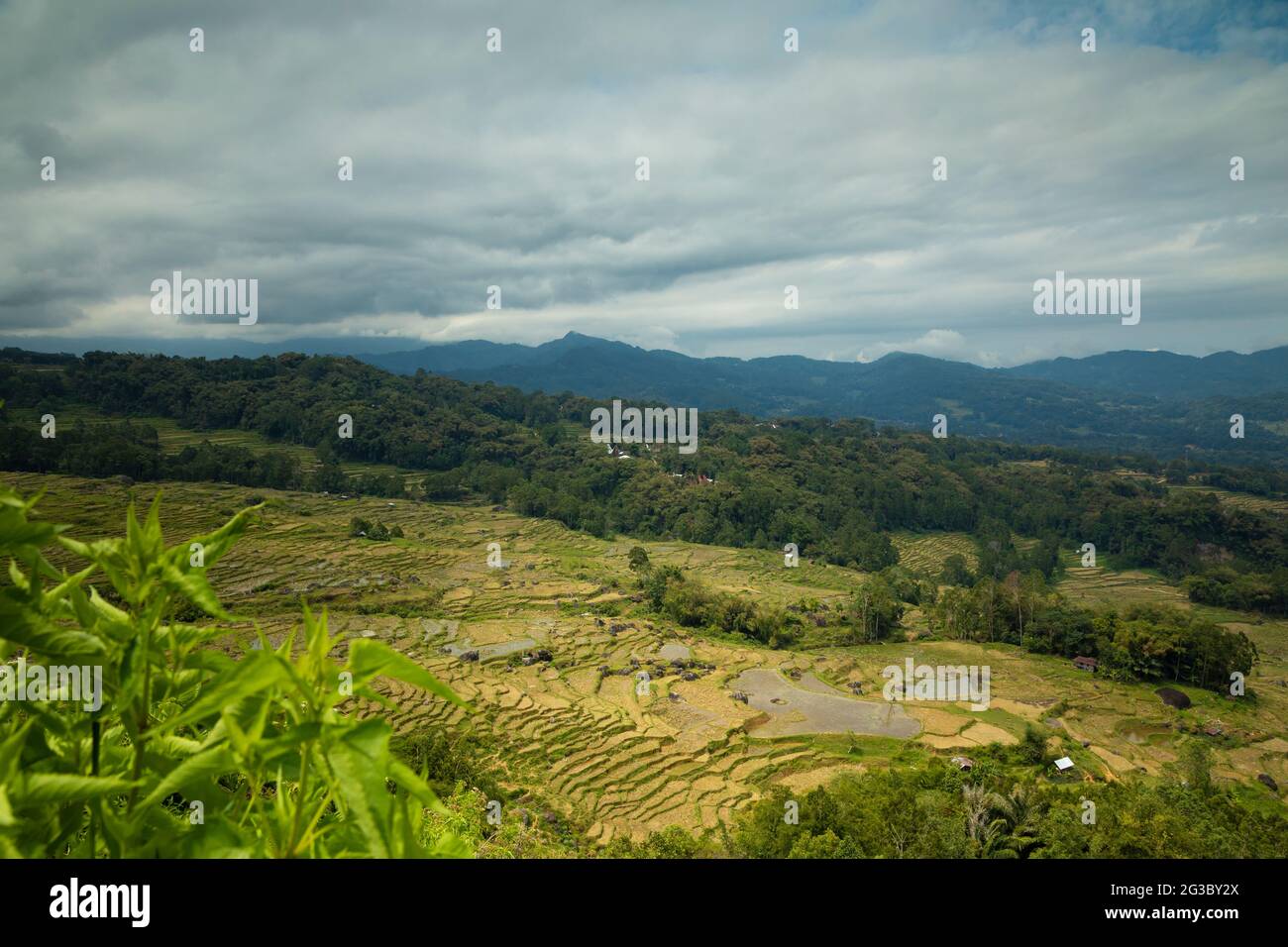 Landscape photograph of the terraced rice fields in Batutumonga area ...