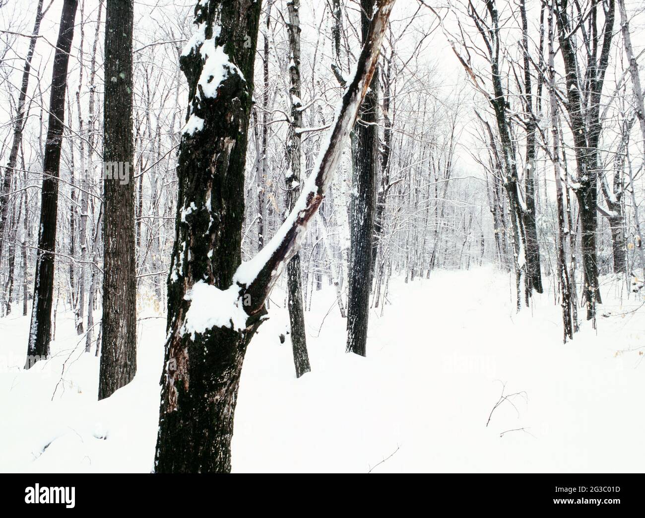 Pristine snowfall in the new forest hi-res stock photography and images ...