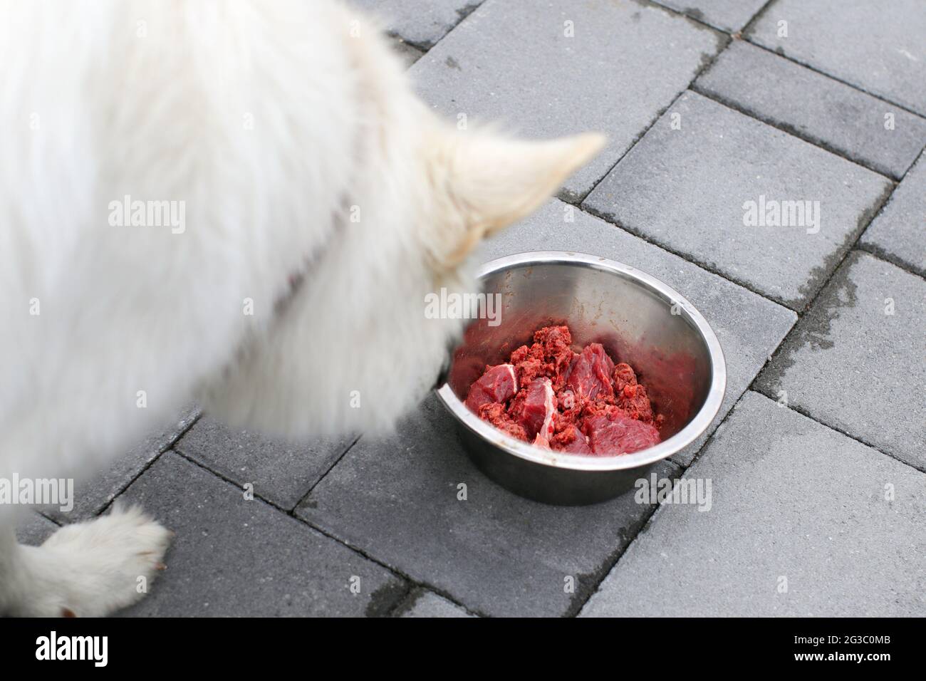 Feeding dog with a healthy raw meat food diet Stock Photo - Alamy