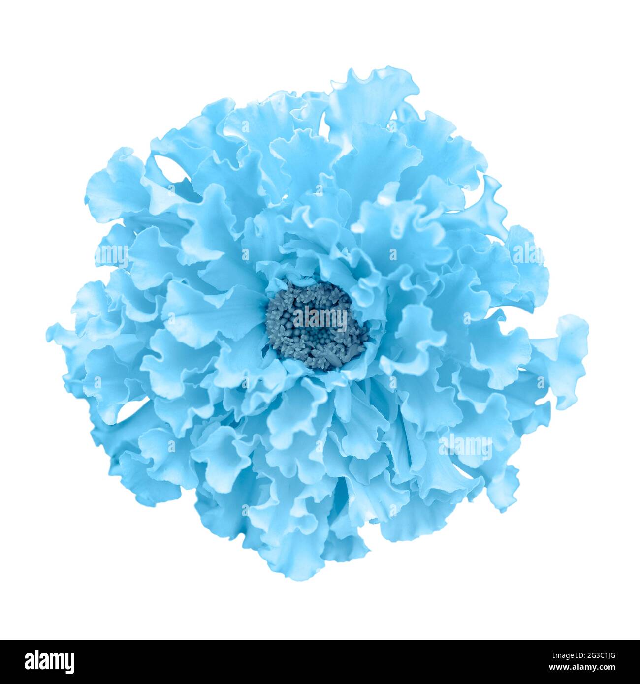 Beautiful toned in blue marigold flower isolated on white background. Bright targets African marigolds on white Stock Photo Alamy