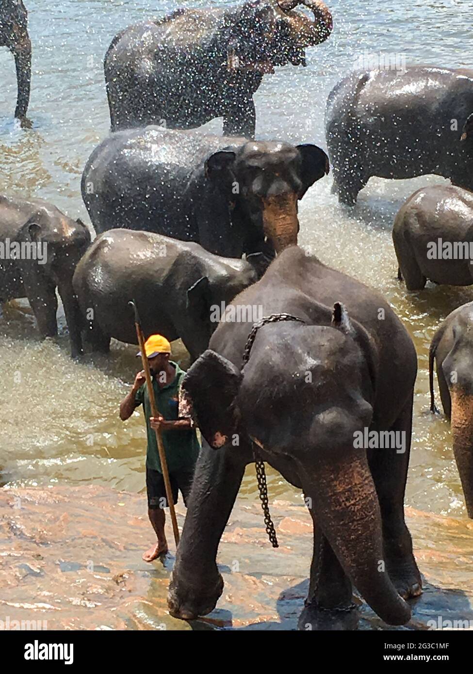 Mawanella, Sri Lanka - October 7, 2016. Group of elephants bathing in ...