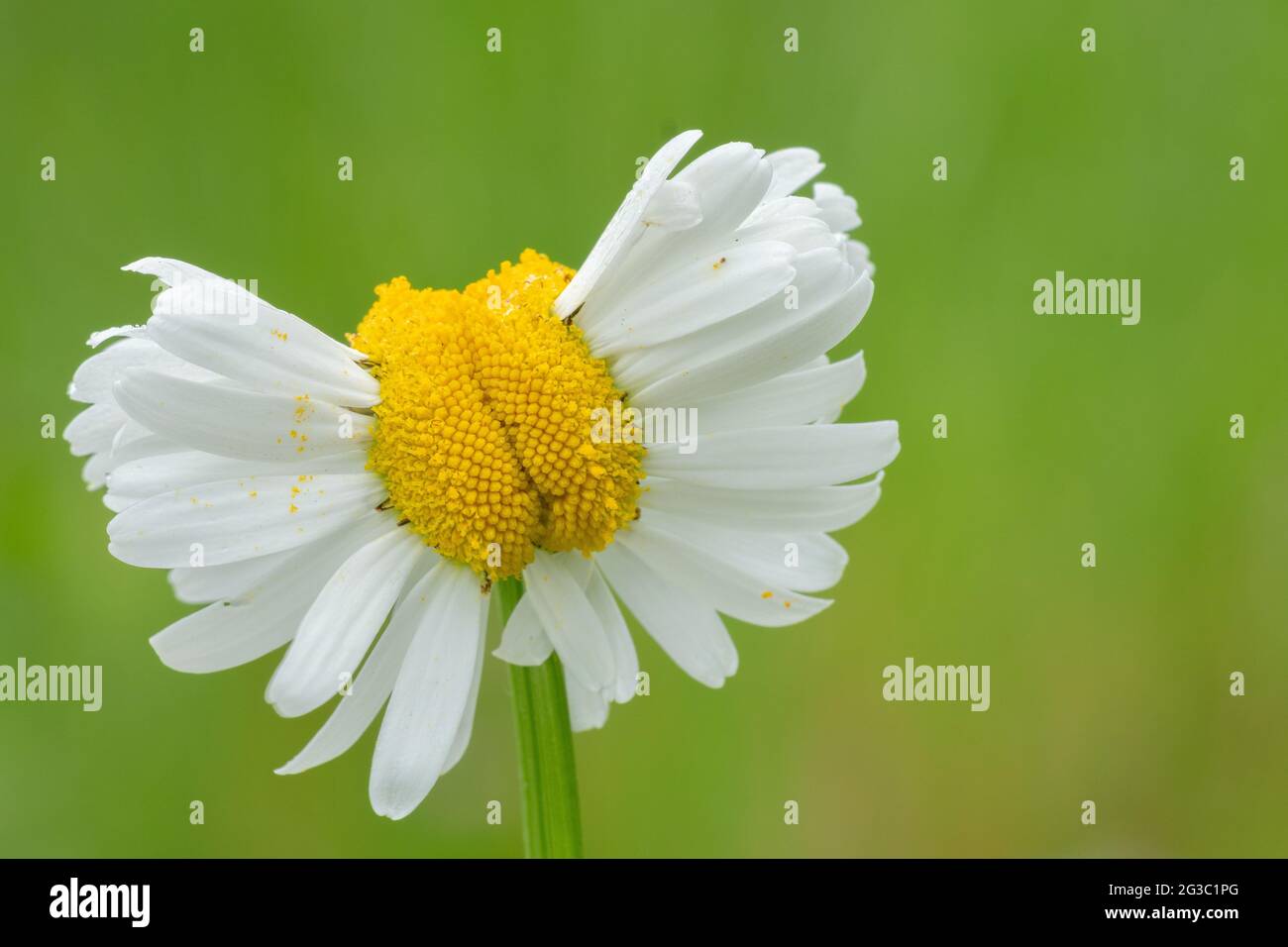 Double headed daisy hi-res stock photography and images - Alamy