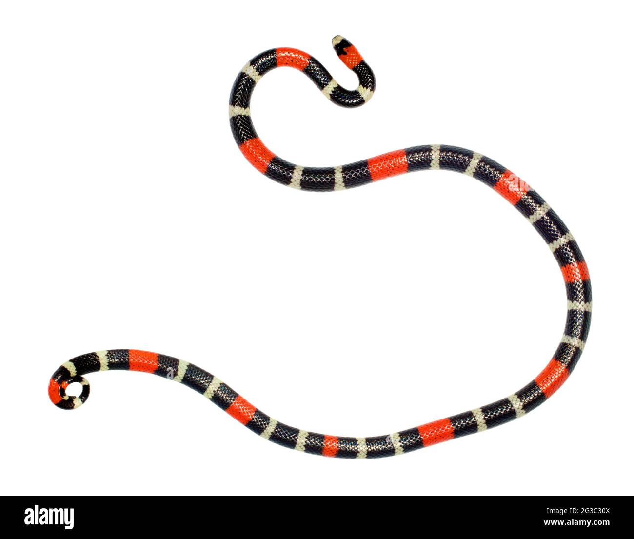 Eastern ribbon coral snake (Micrurus lemniscatus). A venomous snake ...