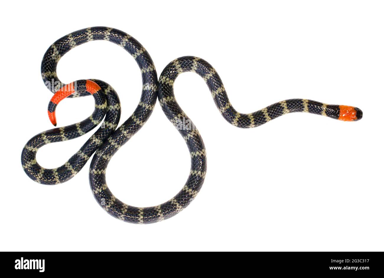 Andean Redtail Coral Snake (Micrurus mipartitus) Esmeraldas province ...