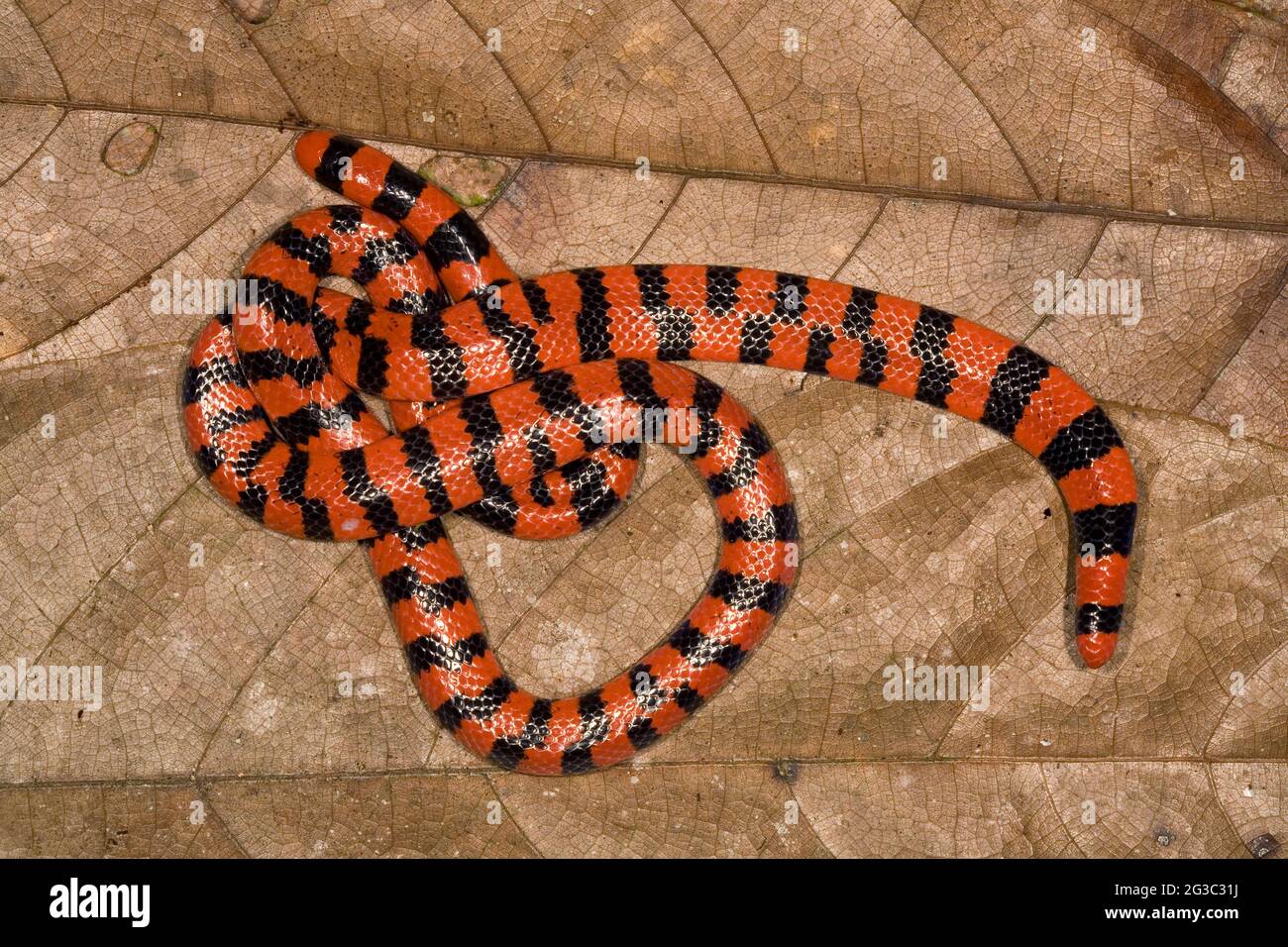 Dwarf Pipe Snakes