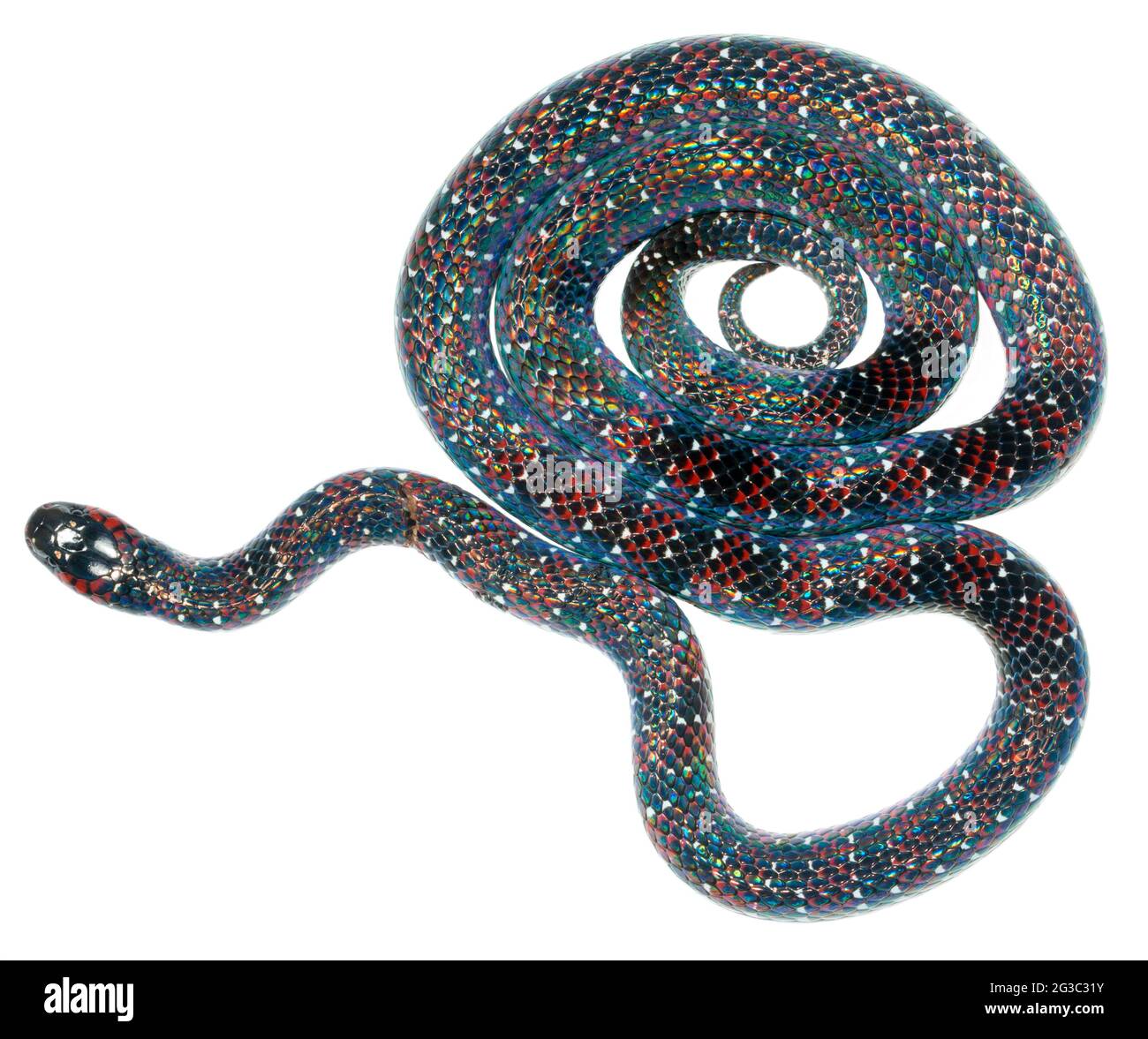 Ornamental Coral Snake (Micrurus ornatissimus), Pastaza province ...