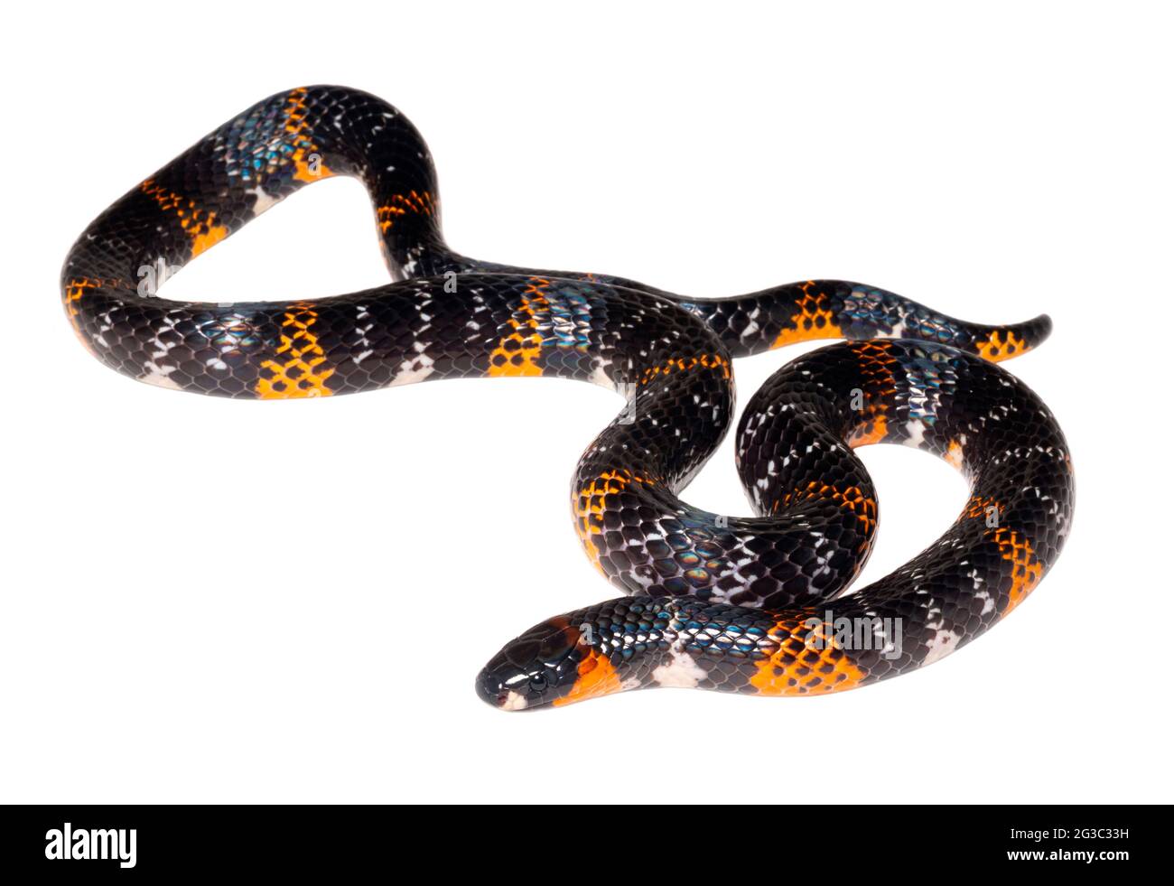 Black Ground Snake (Atractus elaps) a false coral with bands like a ...