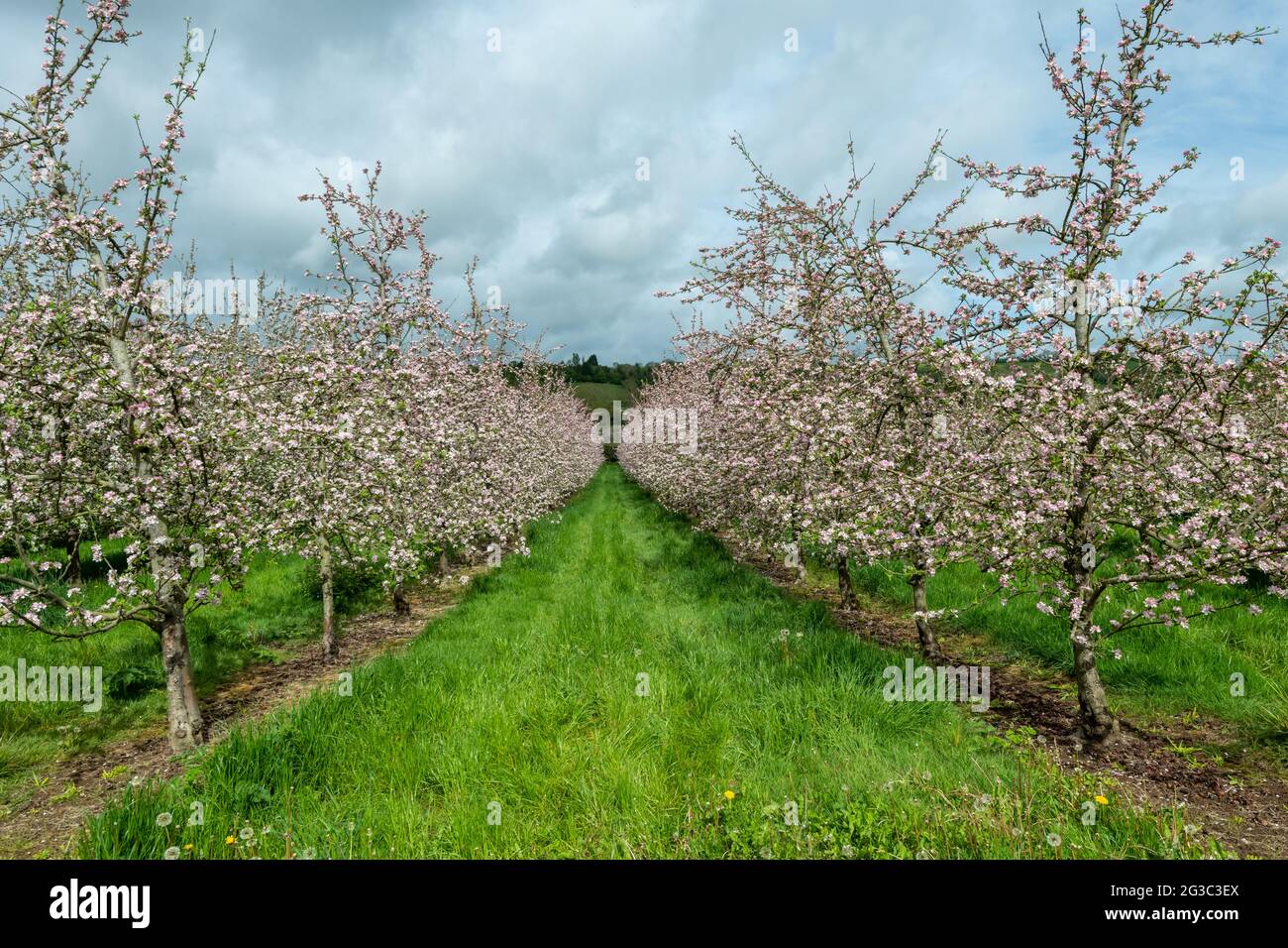 Apple trees in blossom in a cider orchard Stock Photo - Alamy