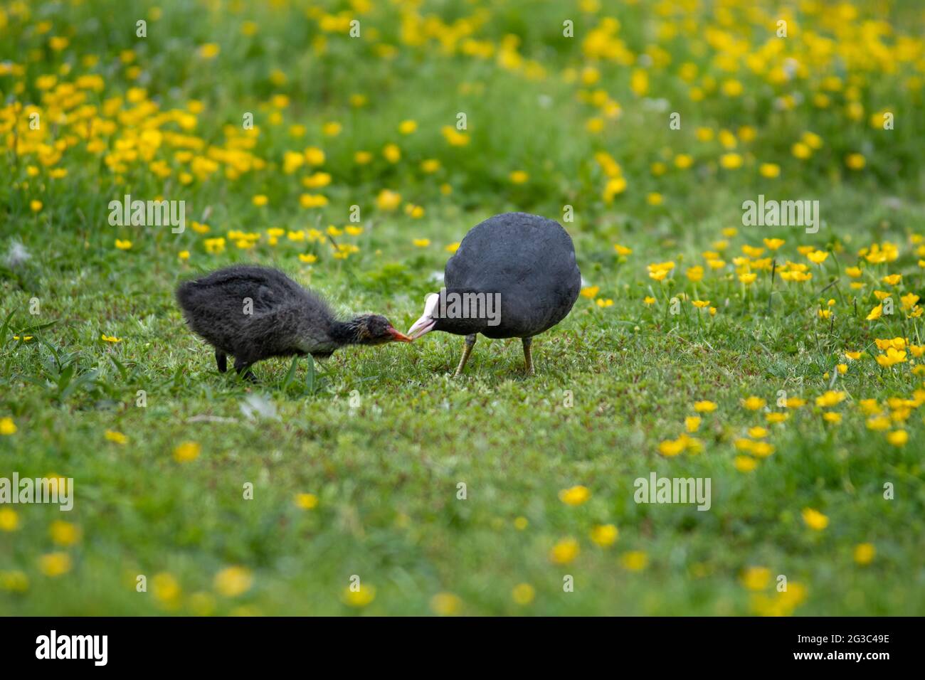A coot hen provides food for her chick in a meadow of buttercups Stock ...