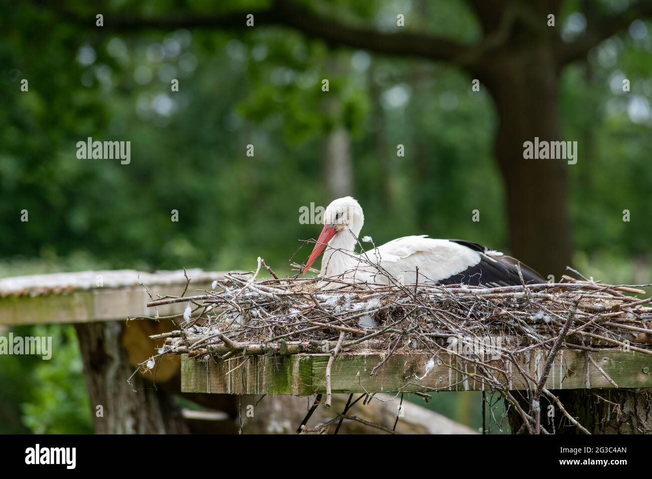 A White Stalk sits on her nest waiting for her eggs to hatch into ...
