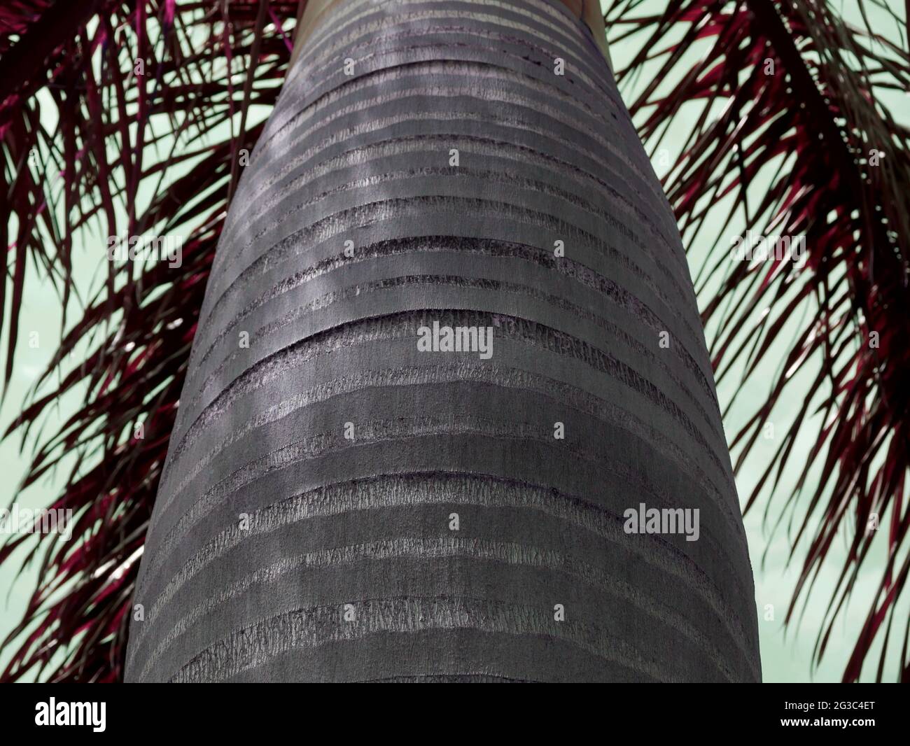 Coconut tree branch closeup down to up shot for natural background ...