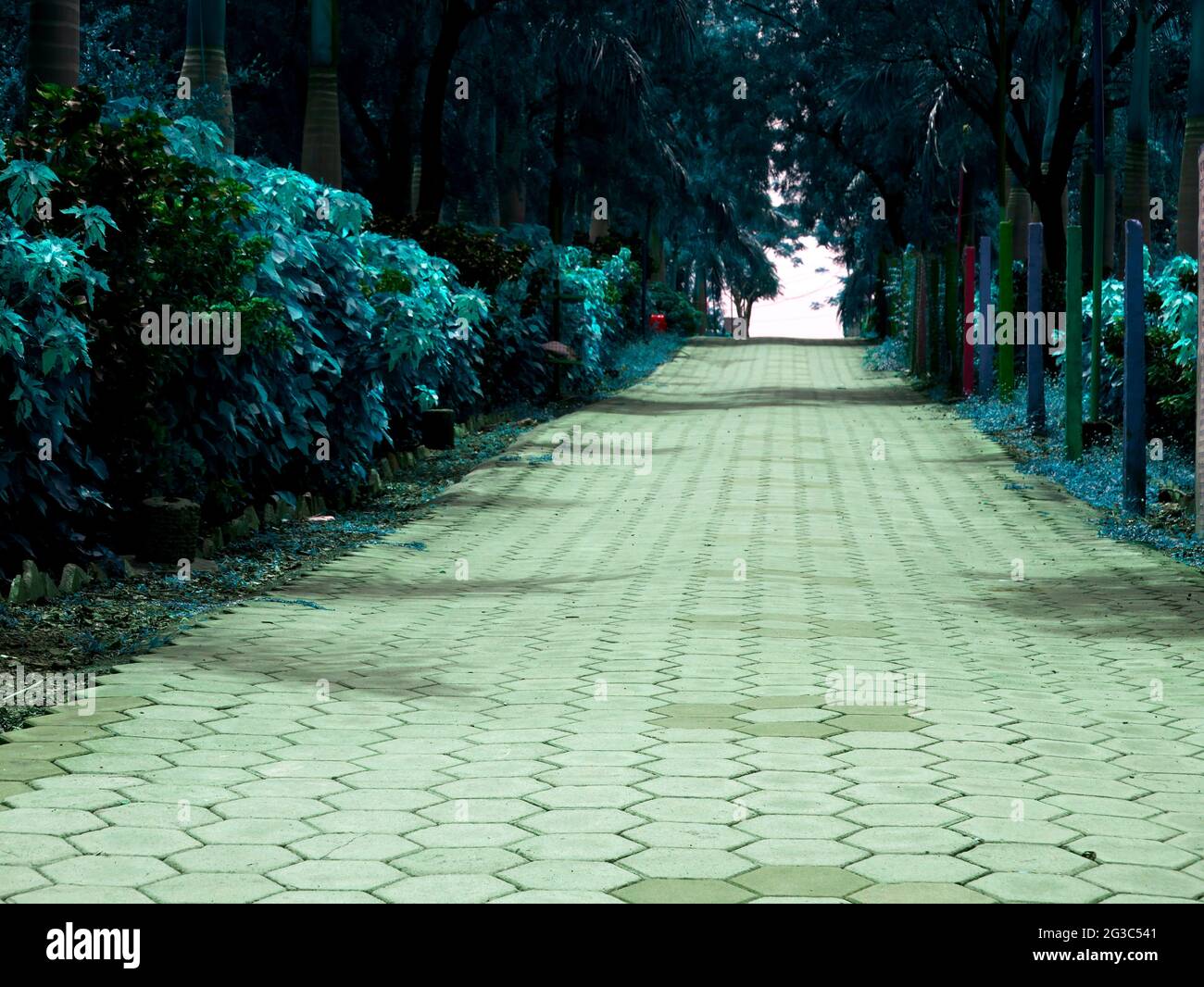 Garden root path with beautiful turquoise color plants around side ...