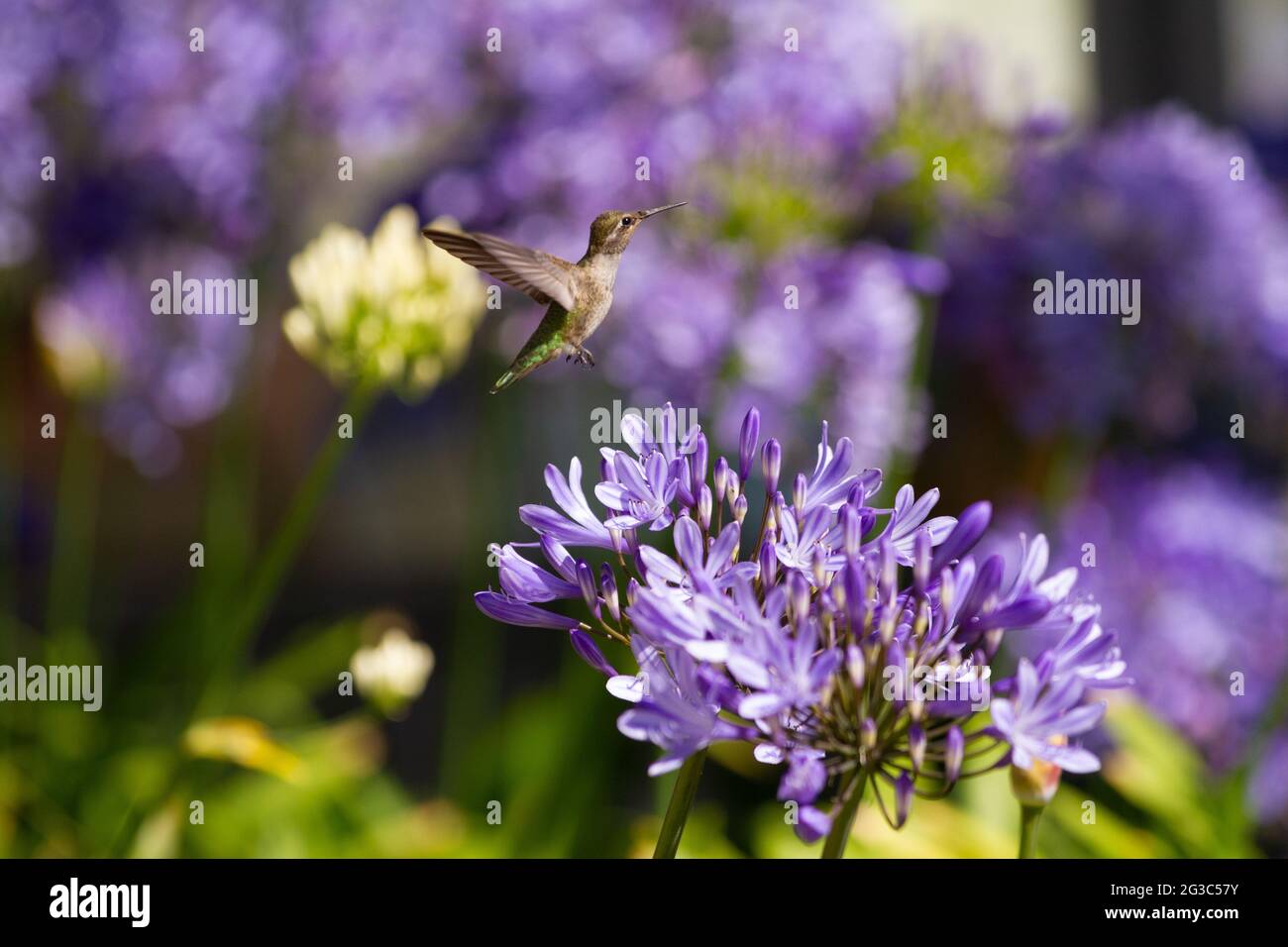 Anna's hummingbird feeds on African lilies Stock Photo - Alamy