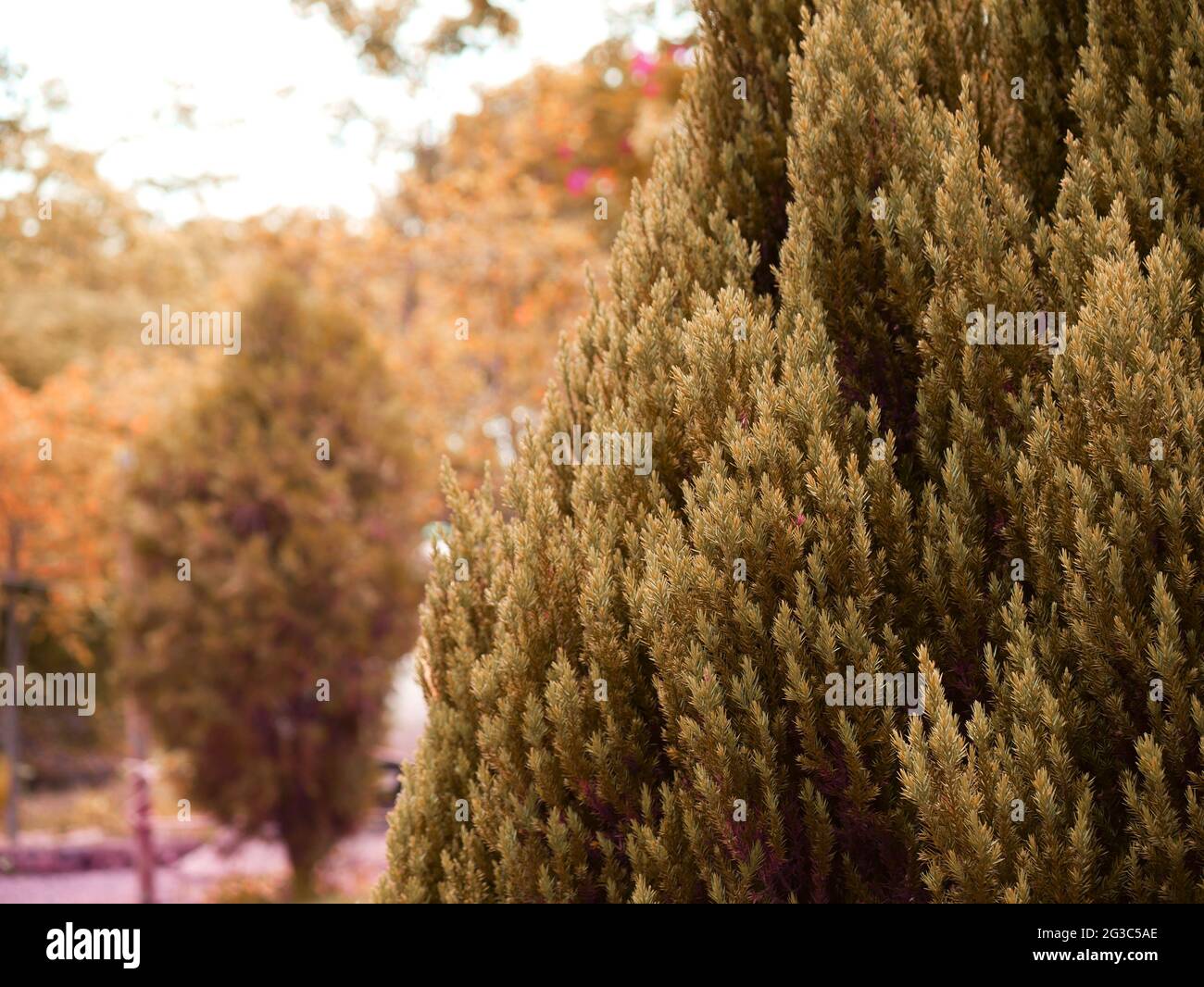 Tropical green natural plant right side frame with half blur natural ...