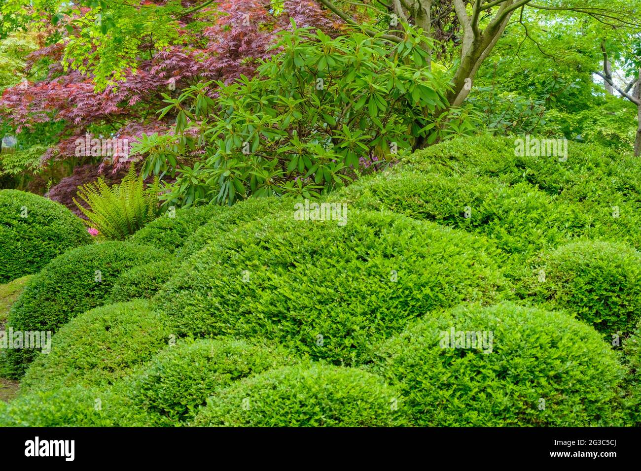Amazing bright green bushes and trees in the garden. Wallpaper concept ...