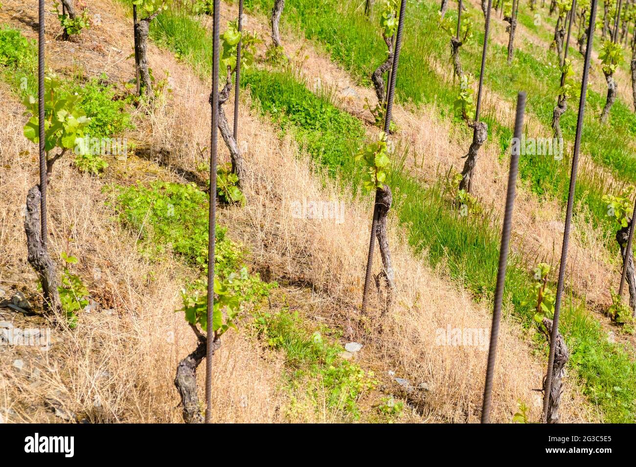 Young vineyard at sunlight. Rows of grapes on the slopes Stock Photo ...
