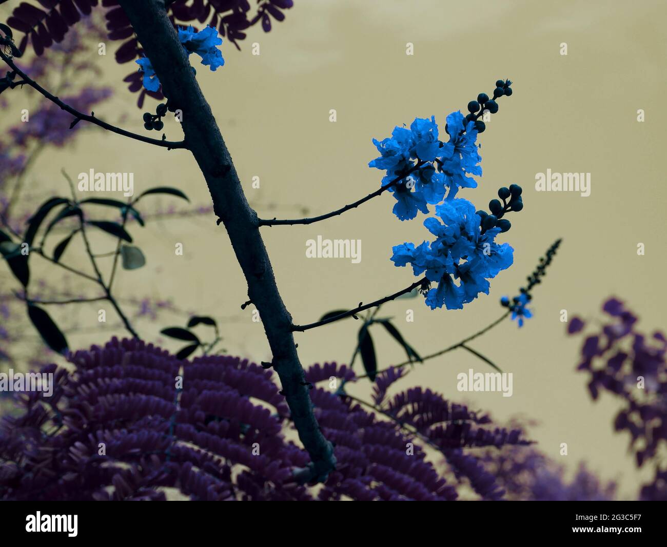 Double blue flowers on center frame natural background picture Stock ...