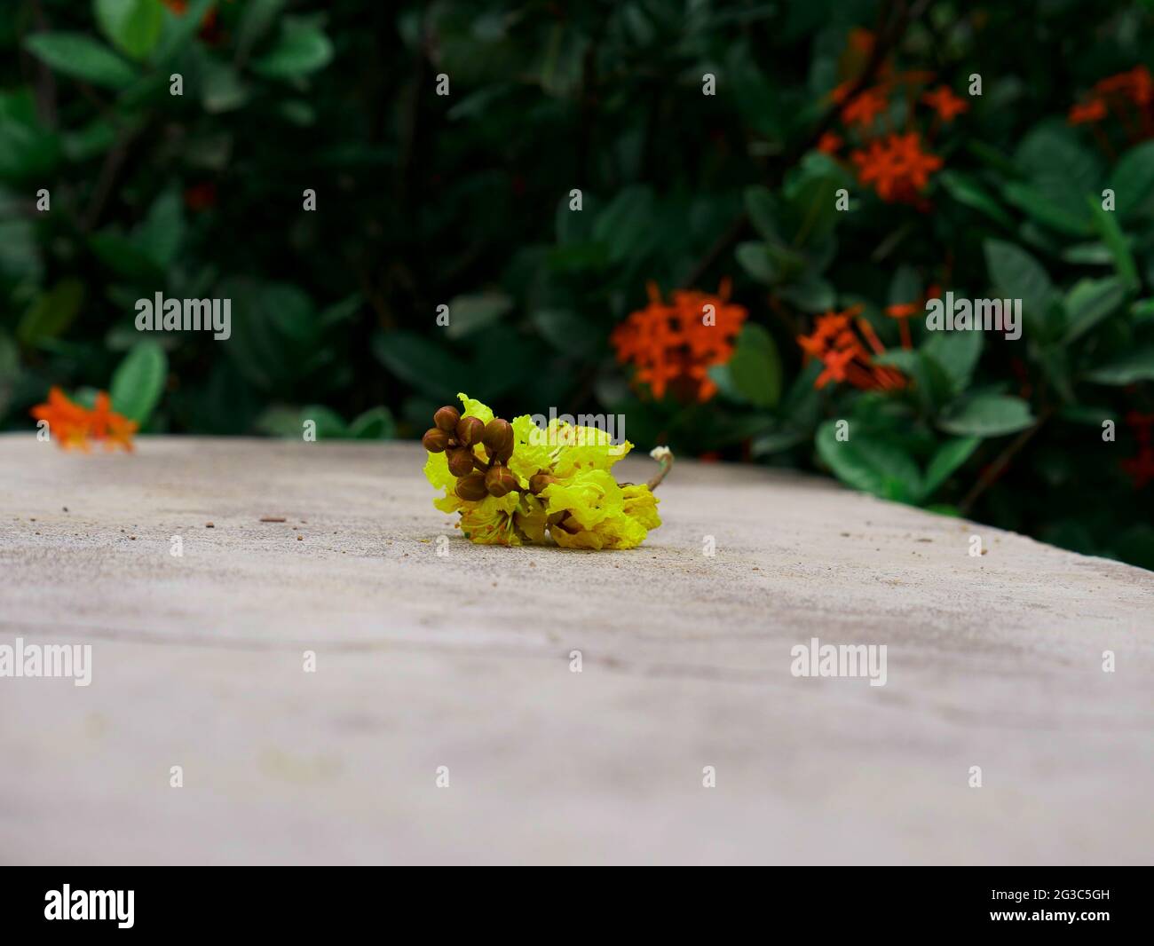 Yellowish red earth hi-res stock photography and images - Alamy