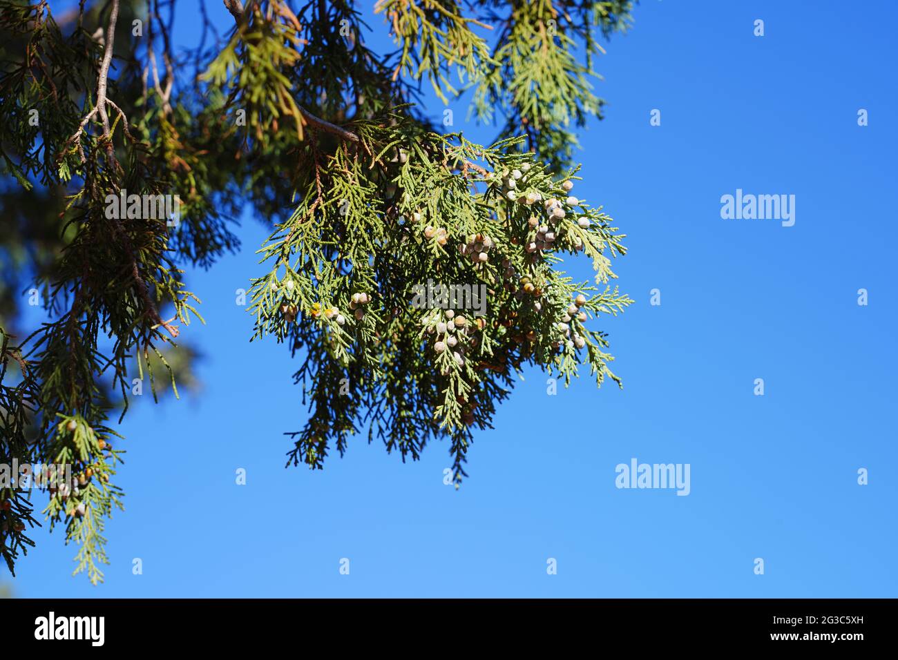 View of a one-seed juniper tree in Colorado, United States Stock Photo ...