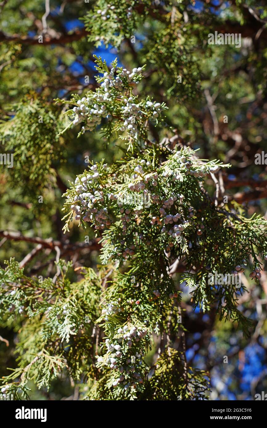 One seed hi-res stock photography and images - Alamy