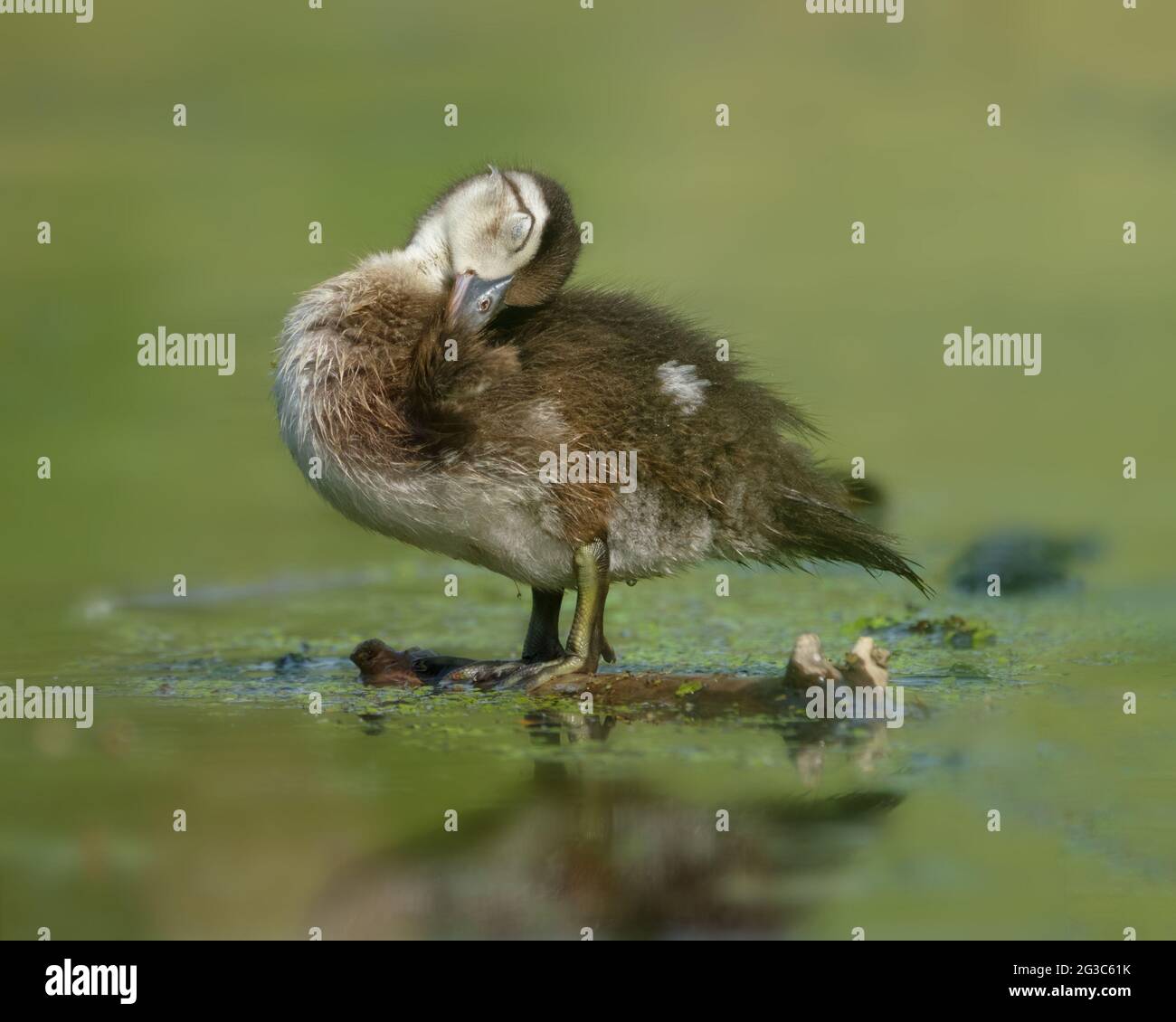A Wood Duck duckling, Aix sponsa, preening in early morning on a log to ...