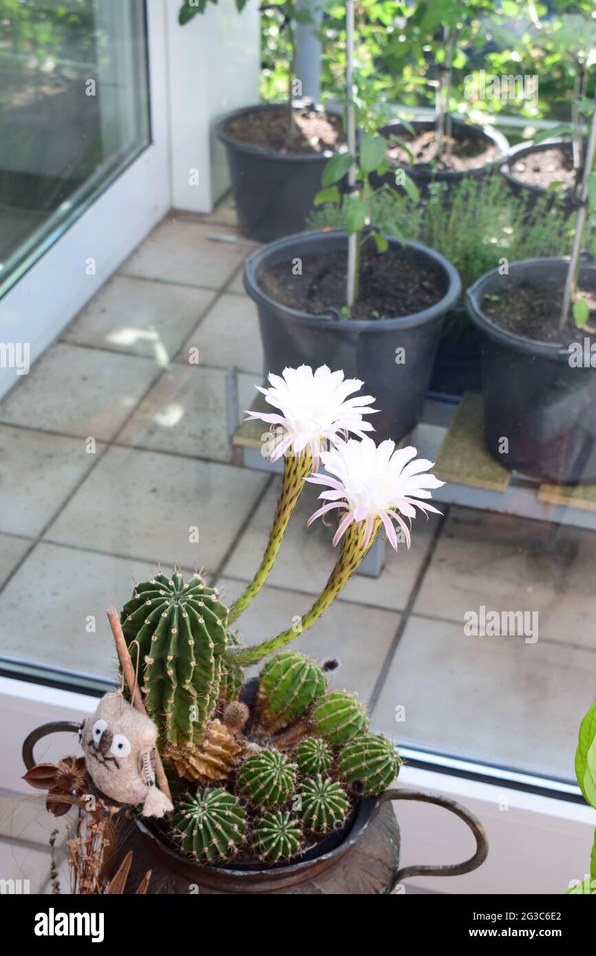 blooming queen of the night cactus Stock Photo - Alamy