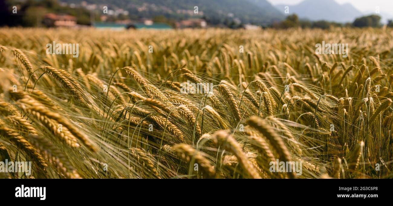 close-up, crop of wheat plants, panorama Stock Photo - Alamy