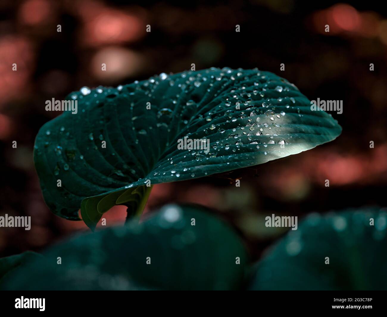 Dark green brown bokeh abstract hi-res stock photography and images - Alamy