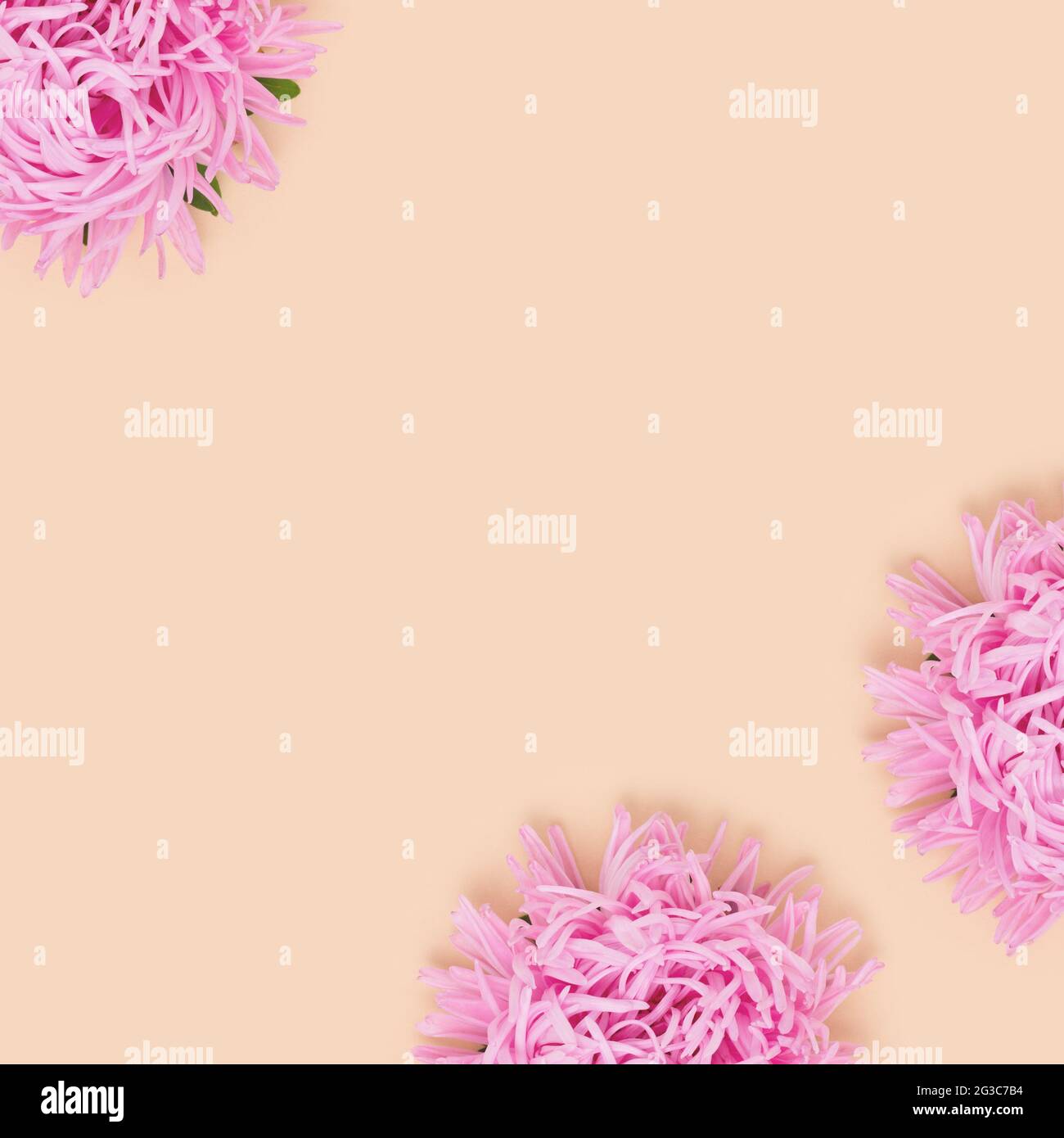 Border frame made of pink aster flowers on a beige background ...