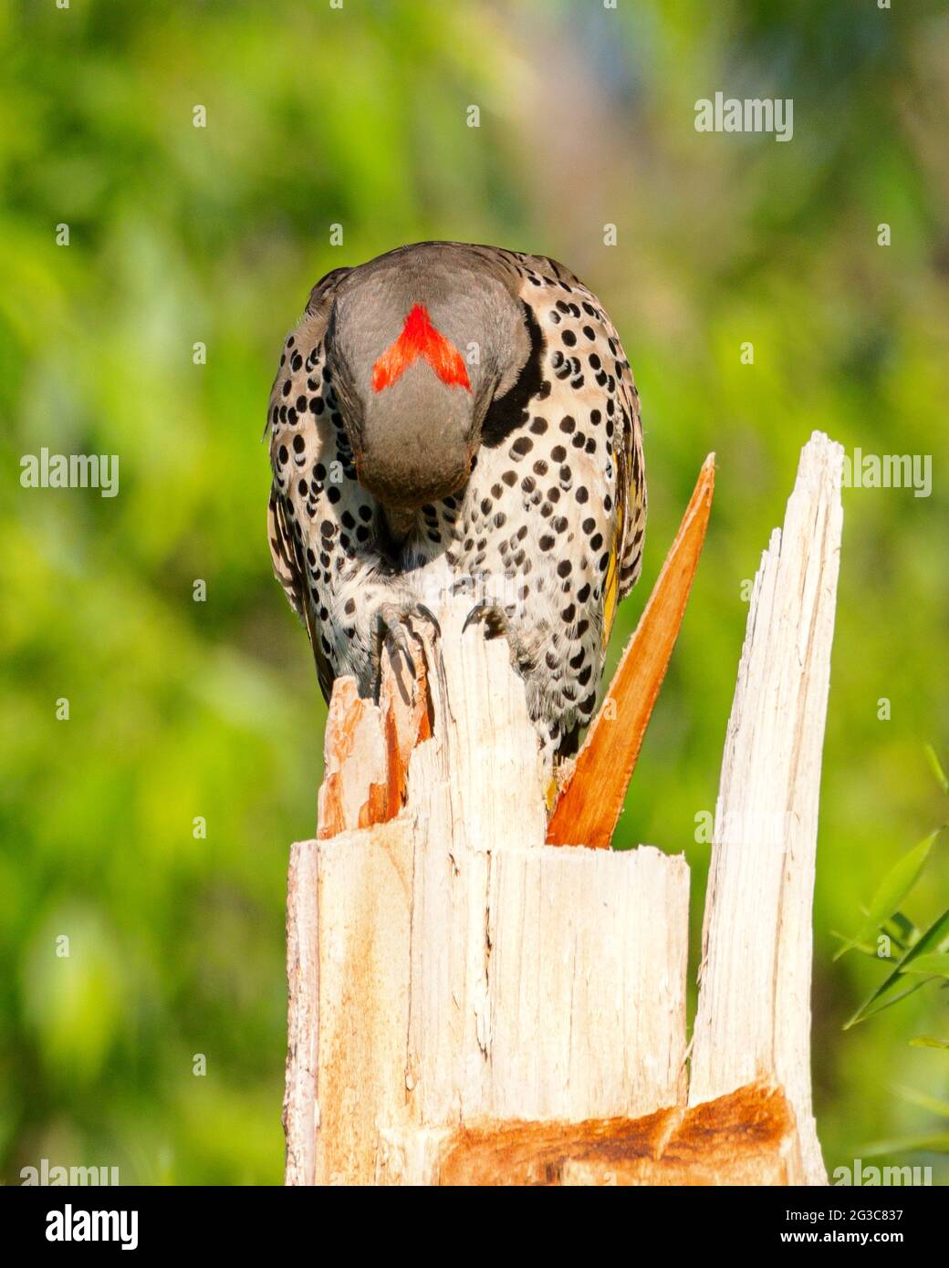 A yellow-shafted northern flicker takes a bow and shows off his ...