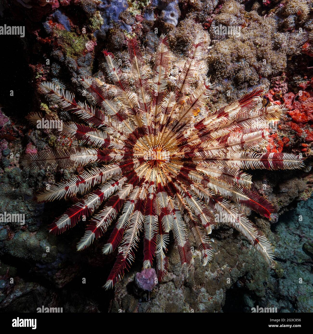 Feather star in Maldives Stock Photo - Alamy