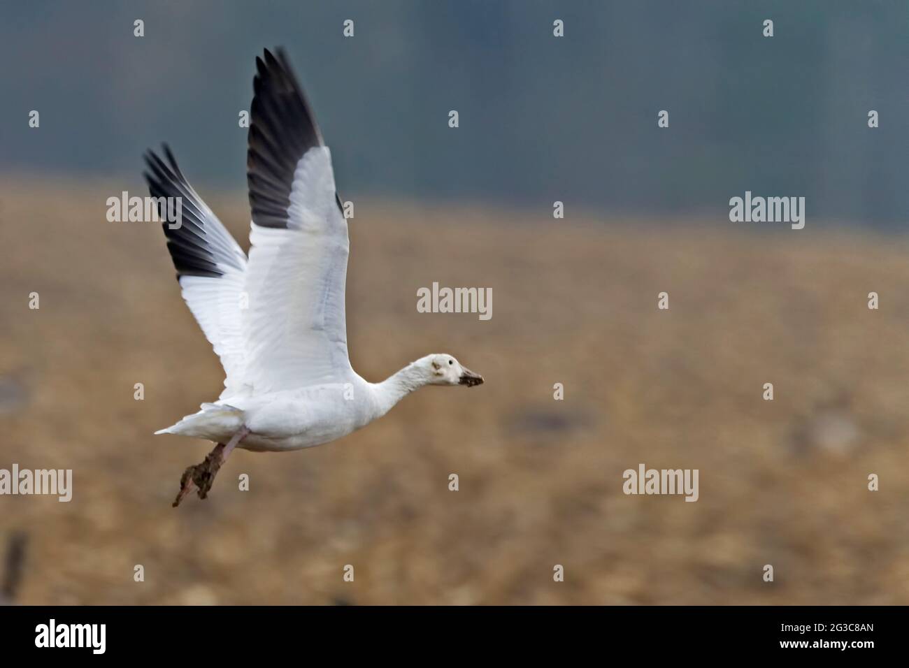 A Snow Goose, Chen caerulescens, in flight Stock Photo - Alamy
