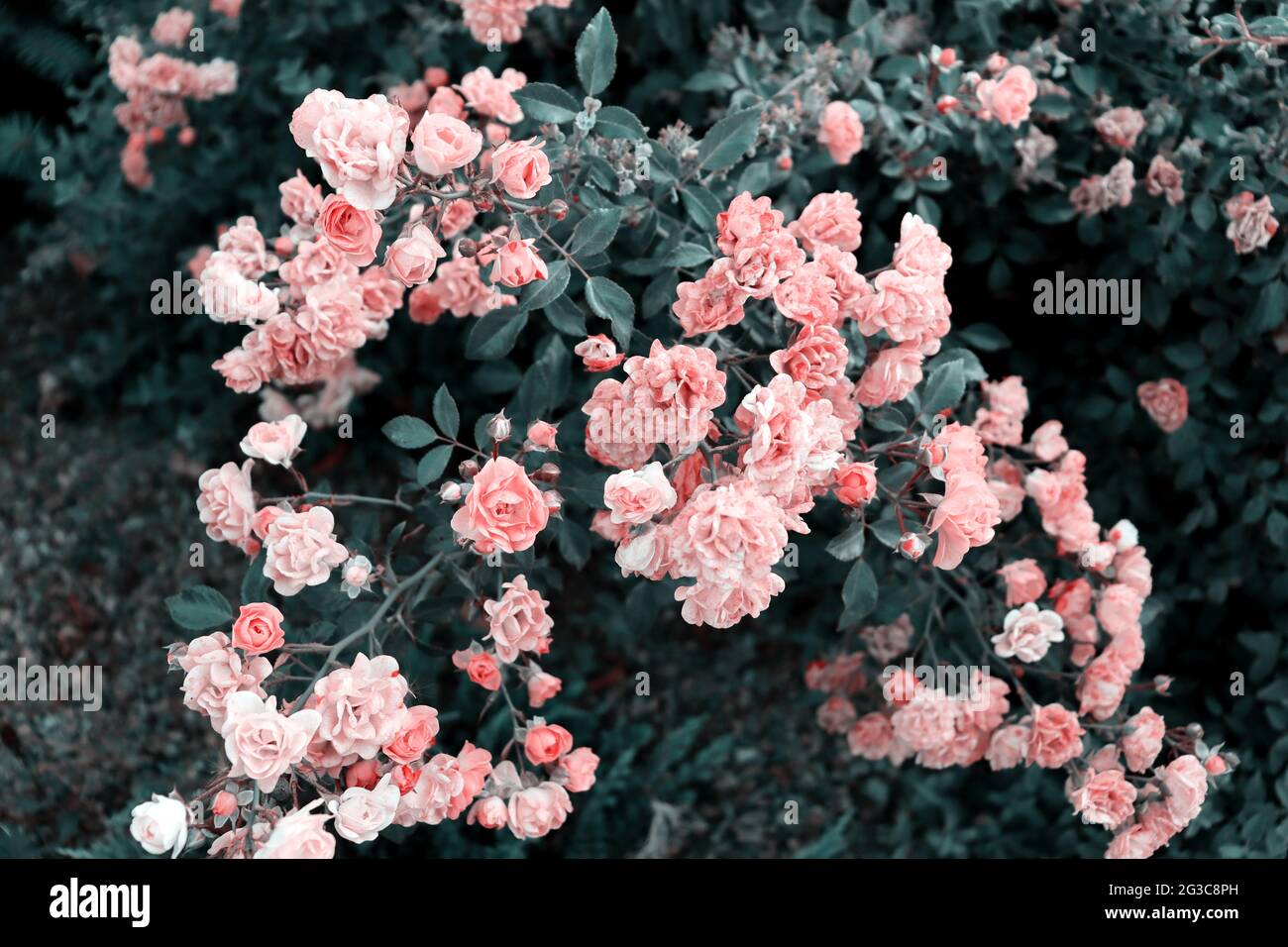 Nature wallpaper. Beautiful bush with flowers. Romantic flower backdrop ...