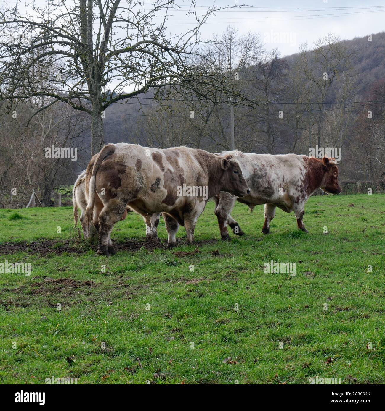Two bulls in the hi-res stock photography and images - Alamy
