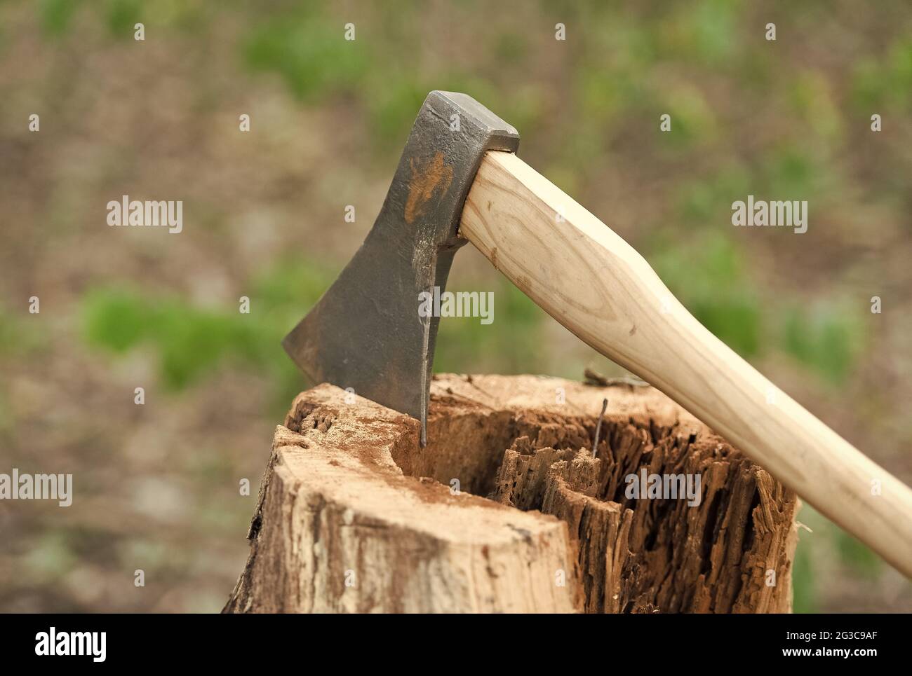 Large splitting axe with sharp metal head and wooden handle in stump on ...