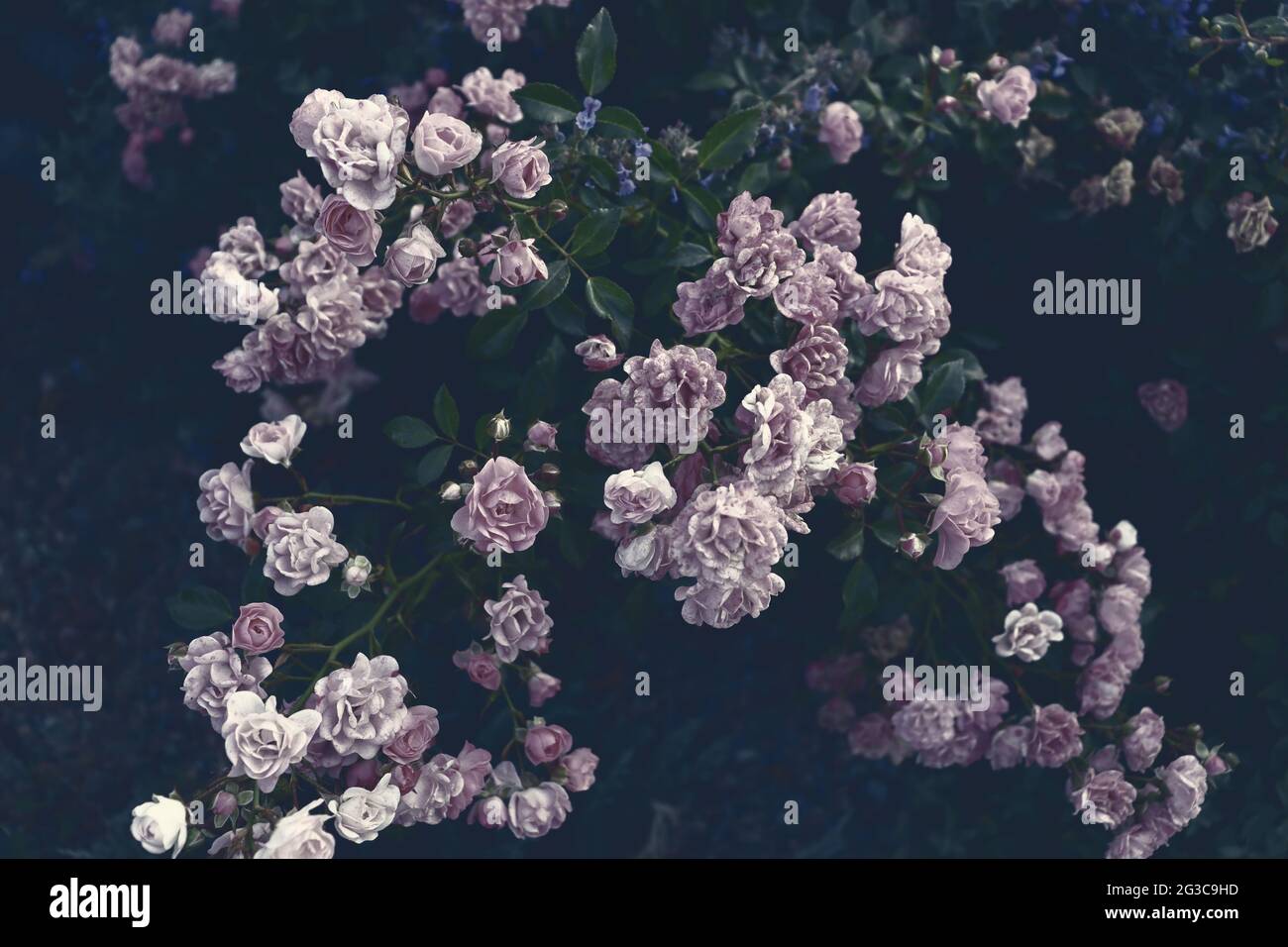 Nature wallpaper. Beautiful bush with flowers. Romantic flower backdrop ...