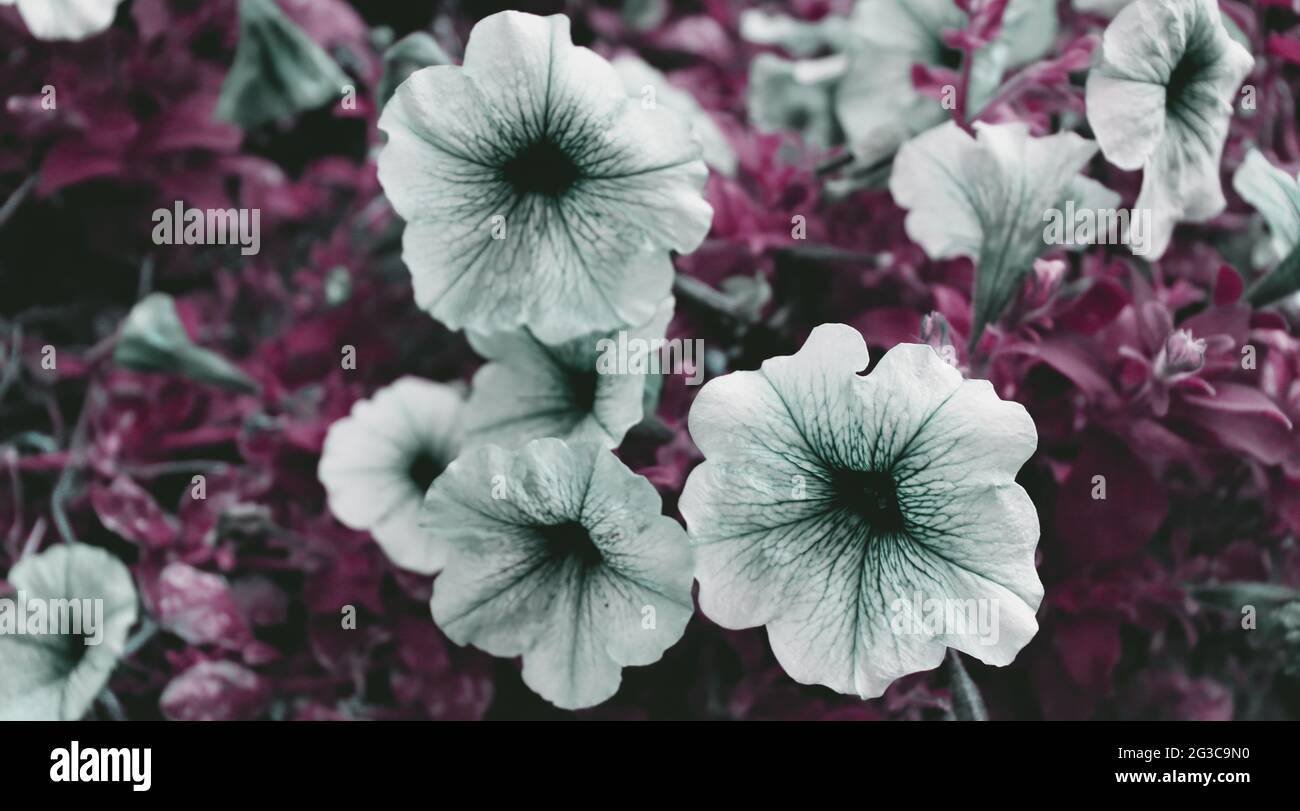 Blue delicat flower on the forest. Romantic background. White flowers ...