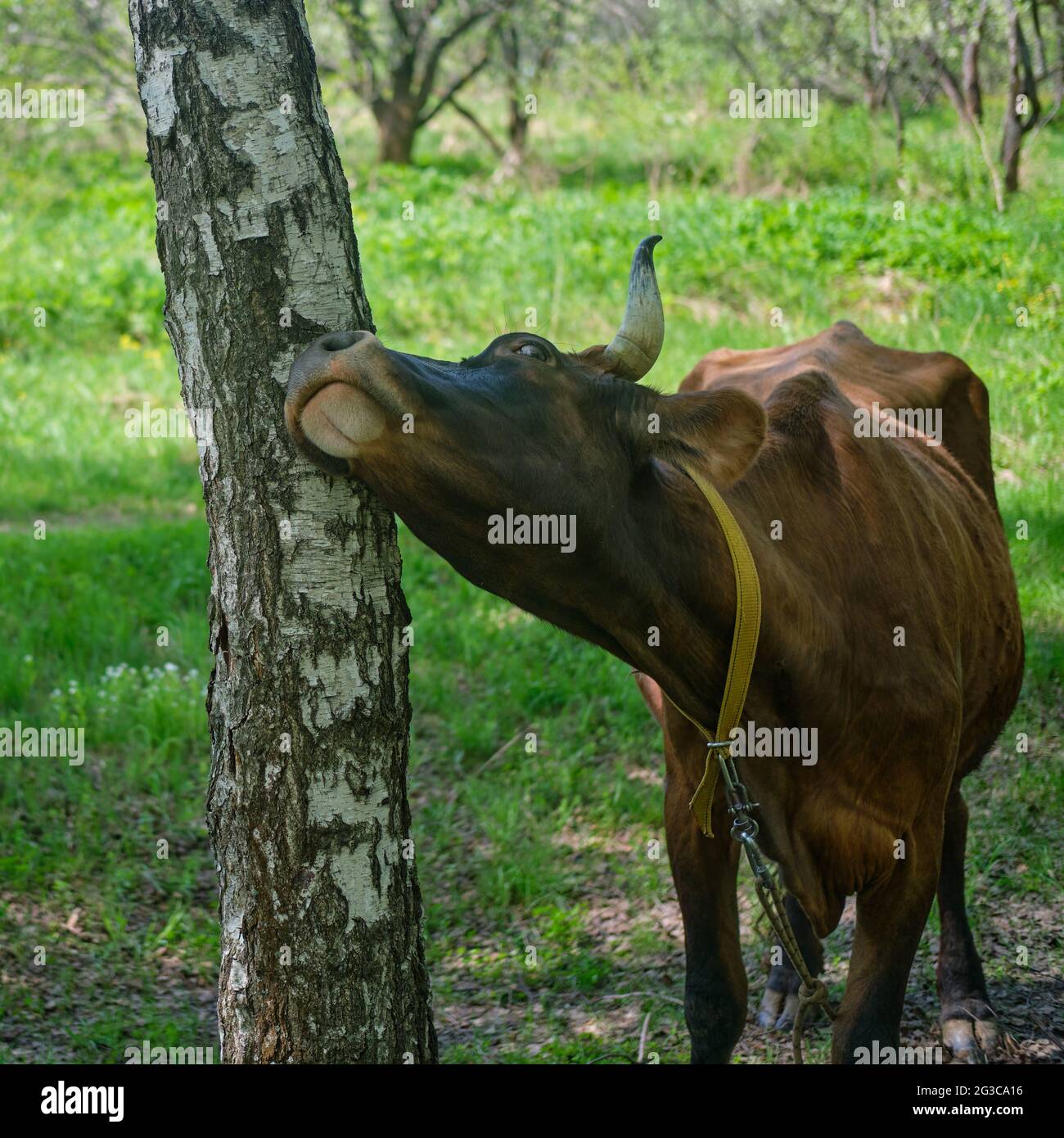 Itches hi-res stock photography and images - Alamy